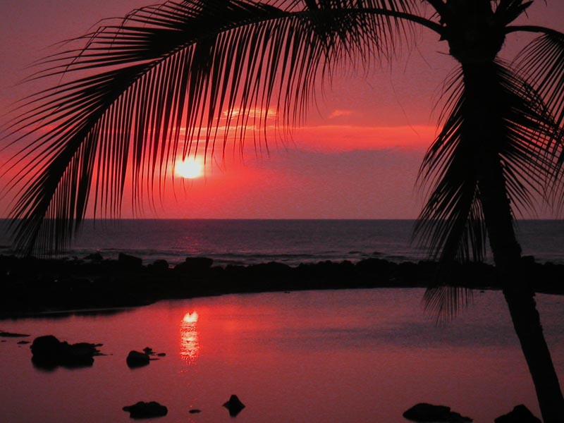 たんぽぽと話そう